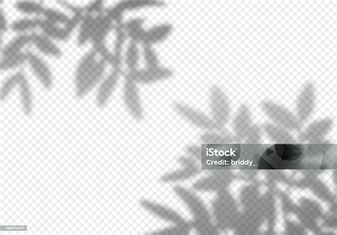 분기 잎의 벡터 투명 그림자 프리젠 테이션 및 모형을위한 장식 디자인 요소 나무 그림자의 창조적 오버레이 효과 그림자에 대한 스톡 벡터 아트 및 기타 이미지 Istock