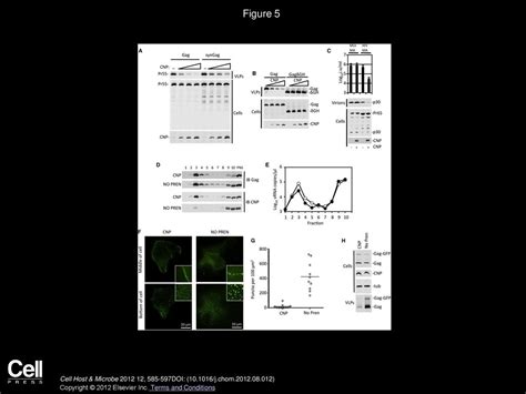 Volume 12 Issue 4 Pages October 2012 Ppt Download