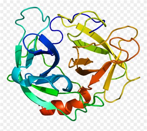 15 17 December 2009 Human Neutrophil Elastase Structure Clipart 95356 Pinclipart