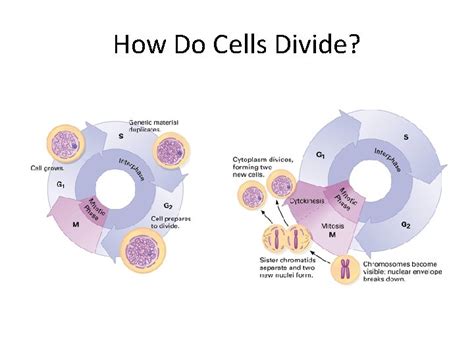 How Do Cells Divide How Prokaryotes Reproduce Prokaryotes