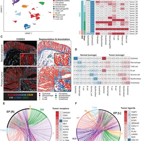 Mapping Carcinoma Tme Interactions In Human Colorectal Cancer A Uniform Download Scientific