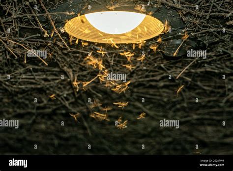 Are Flying Bugs Attracted To Light At Teresa Burks Blog