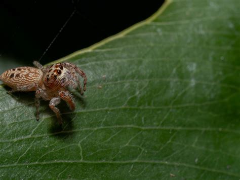 Jumping Spider Id Raustralianspiders
