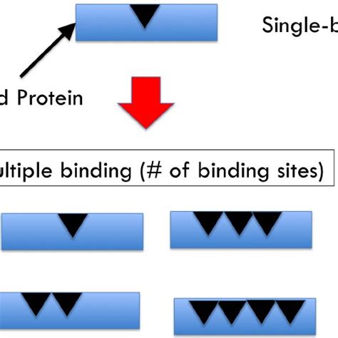 Models Defined By Number Of Binding Sites Schematic Of The 4 Models Download Scientific