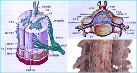 神经解剖学习笔记：脊髓和及神经解剖 体节
