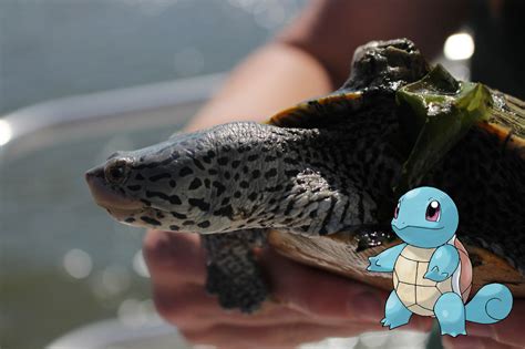 Pokemon Real Life Squirtle