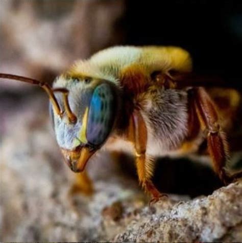 Abelhas 4 Especies Object Detection Dataset By Abelha Augmentation