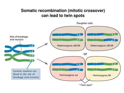 Ppt Lecture 8 Feb 20 2006 Powerpoint Presentation Free Download Id581736