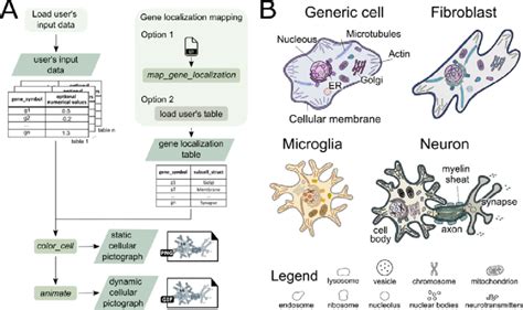 Workflow Overview And Cellular Pictographs A Flowchart Representing