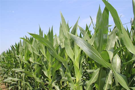 하늘 아래 옥수수 밭 사진 무료 다운로드 Lovepik