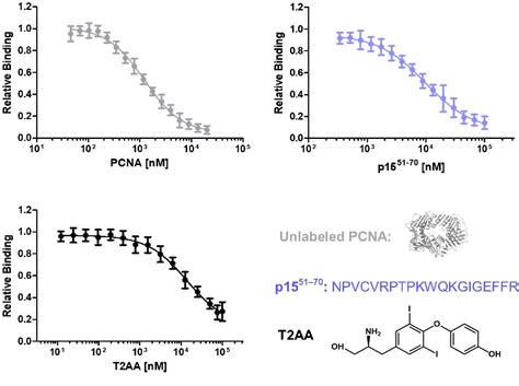 Figure 3 From A Fret Based Assay For The Identification Of Pcna