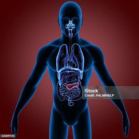 인간 담낭과 췌장 해부학 일러스트레이션 3d 렌더 0명에 대한 스톡 사진 및 기타 이미지 0명 3차원 형태 간 내부 기관 Istock