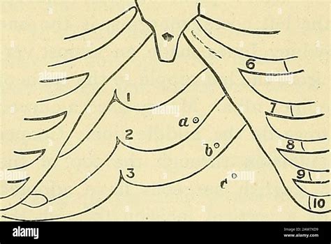Xiphoid Process Hi Res Stock Photography And Images Alamy