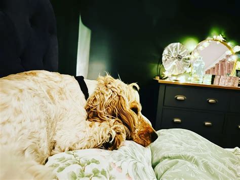 Pin By Julie Holland On Show Cocker Spaniel Show Cocker Spaniel Cocker Spaniel Spaniel