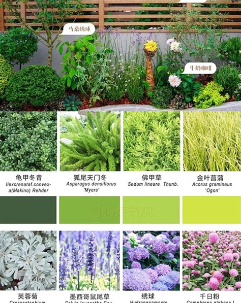2022花境植物组团配置带名称园林景观铺装材料植物配置方案实景图 淘宝网 花瓣网
