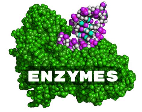 Do Enzymes Break Down Lipids At Sandy Vincent Blog
