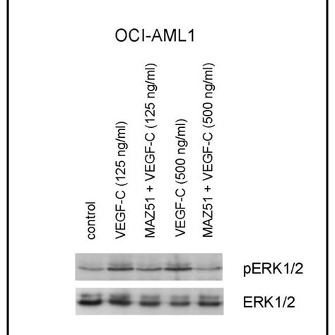 phosphorylation level of erk1 2 in vegf c responsive oci aml1 cells