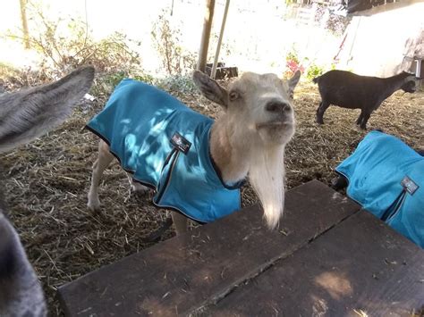 Goats In Coats Word Whisperer