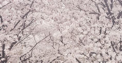 침산공원 벚꽃 돌계단 아시나요대구 북구 벚꽃 명소