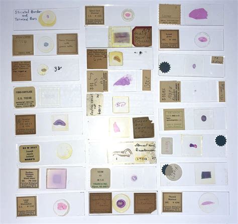 Mammalian Histology Microscope Slides Set Organ Systems Homeschool Science 4130334009