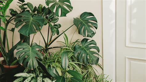 6 Tropical Plants To Get The Jungle Look At Home Architectural Digest