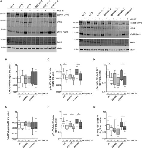 Analysis Of Lrrk2 Lrrk2 Ser935 Rab10 And Rab10 Thr73 Phosphorylation Download Scientific