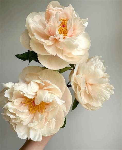 Peach Peony Open Peony Peony Cream Color Peonies