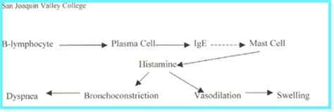 Hypersensitivity Types Matching Flashcards Quizlet