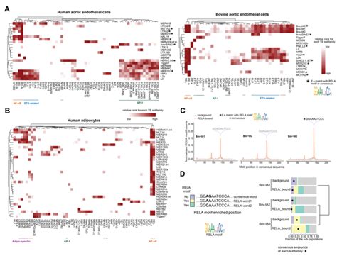 multiple tf motifs contribute to te derived rela bound regions across