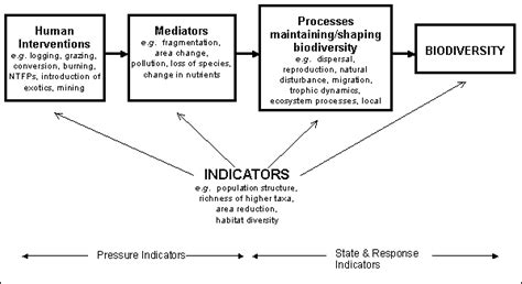 Conceptual Model Of The Relationships Between Anthropogenic Download Scientific Diagram