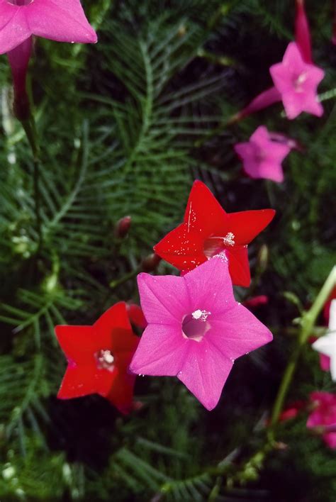 25 Best Flowering Vines Best Wall Climbing Vines To Plant