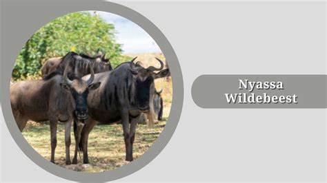 7 Types Of Wildebeest Identification With Picture