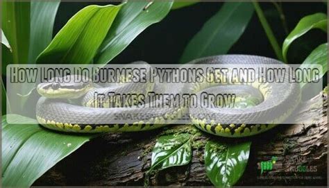 How Long Do Burmese Pythons Get And How Long It Takes Them To Grow