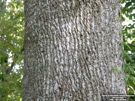 Liriodendron Tulipifera Bark Phil Bendle Collection Liriodendron