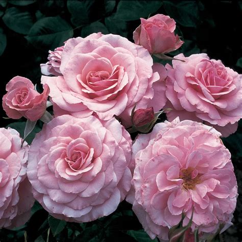 Sexy Rexy Floribunda Rose Spring Hill Nursery