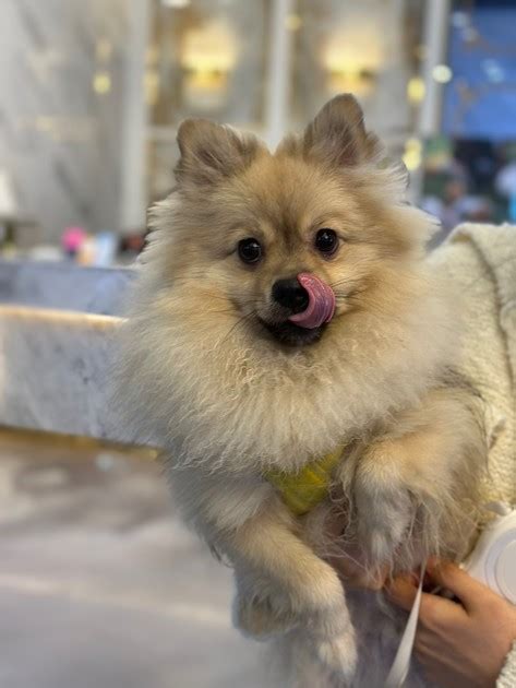 폼피츠 멍구 포미분양 포매라니안분양 포메리안분양 치아와분양 말티스분양 푸말티분양 러시아블루분양 포미분가격 포매라니안분양가격 포메리안분양가격 치아와분양가격 말티스분양가격