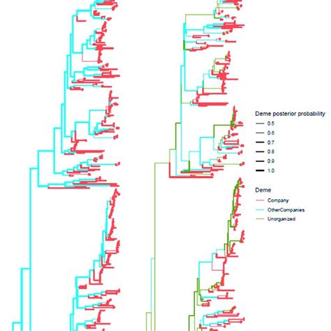 Structured Coalescent Based Phylogenetic Tree Of The Samples Included Download Scientific