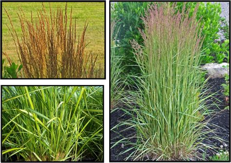 Feather Reedgrass At Ronald Lockett Blog