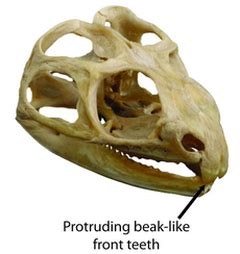 Structure All About The Tuatara