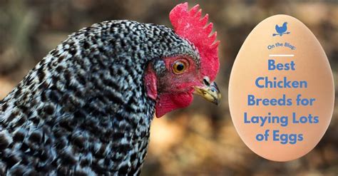 Best Chicken Breeds For Laying Lots Of Eggs