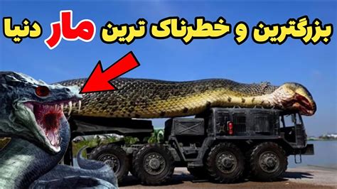 بزرگترین مار جهان از بزرگترین مار کشف شده چی میدونید ؟ حقایقی جالب و