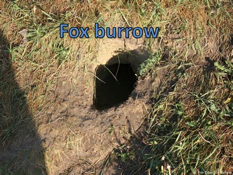 Ppt Red Fox Powerpoint Presentation Free Download Id3922716