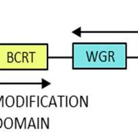 Parp1 Structure The Different Domains Of Parp1 Are Presented Here The Download Scientific