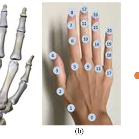 Three Perspectives Of The Hand A Anatomical B Hand Keypoints C Download Scientific