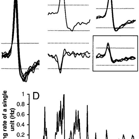Representative Examples Of Action Potential Waveforms Recorded And