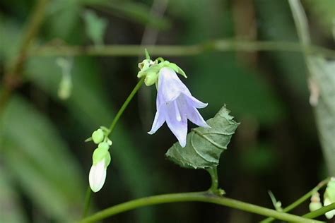 金沢の野草ブログ ソバナ
