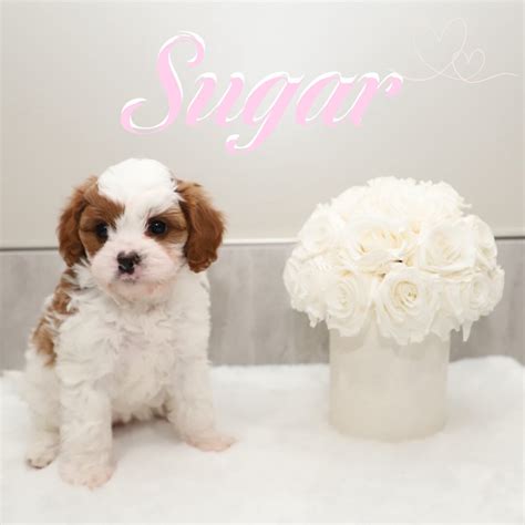 Home 💕💐little Miss Sugar Is So Sweet And Cuddly With Loads Of Love To