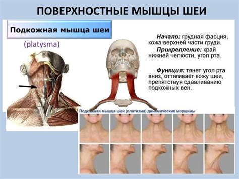 Морфофункциональная характеристика скелета и аппарата движения головы презентация онлайн