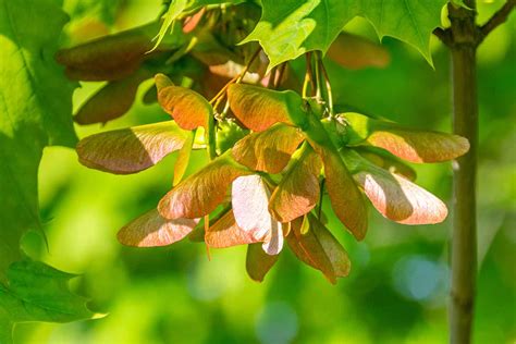 How To Grow And Care For Maple Trees Gardeners