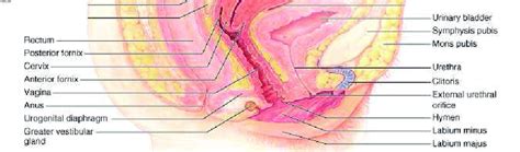 Vaginal Anatomy Download Scientific
